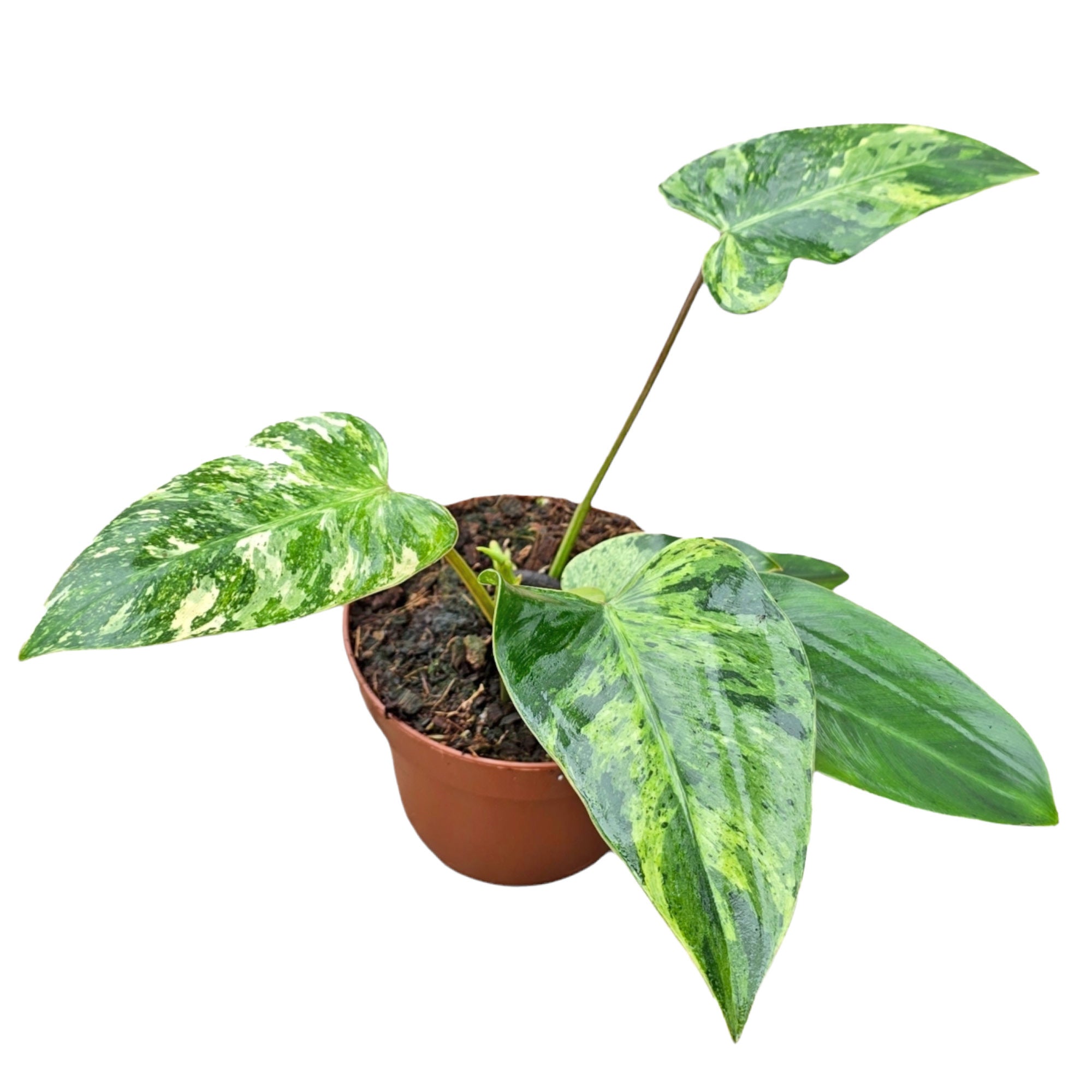Philodendron Emerald Queen Variegata, rare Philodendron, variegated foliage, tropical houseplant ...