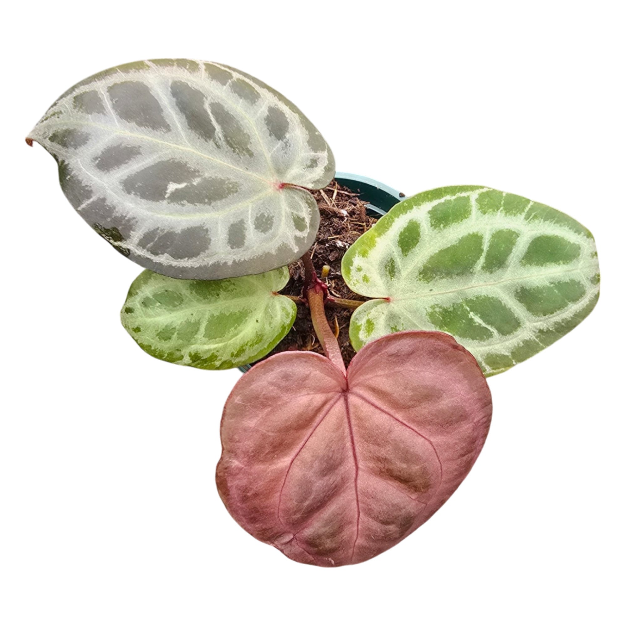 NEW – Casa Botanica
