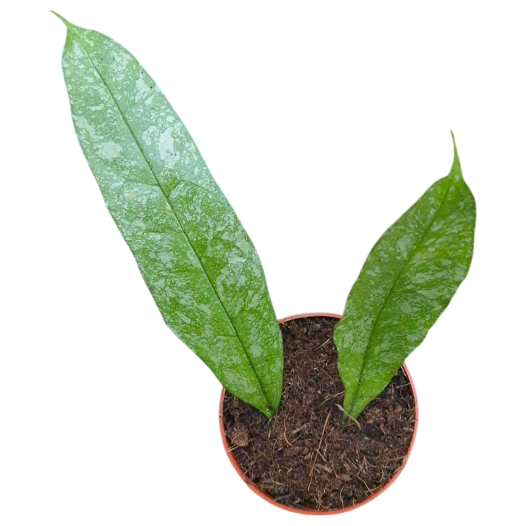 DocBlock Anthurium Minerva® '20' X Michelle® '10' – Casa Botanica