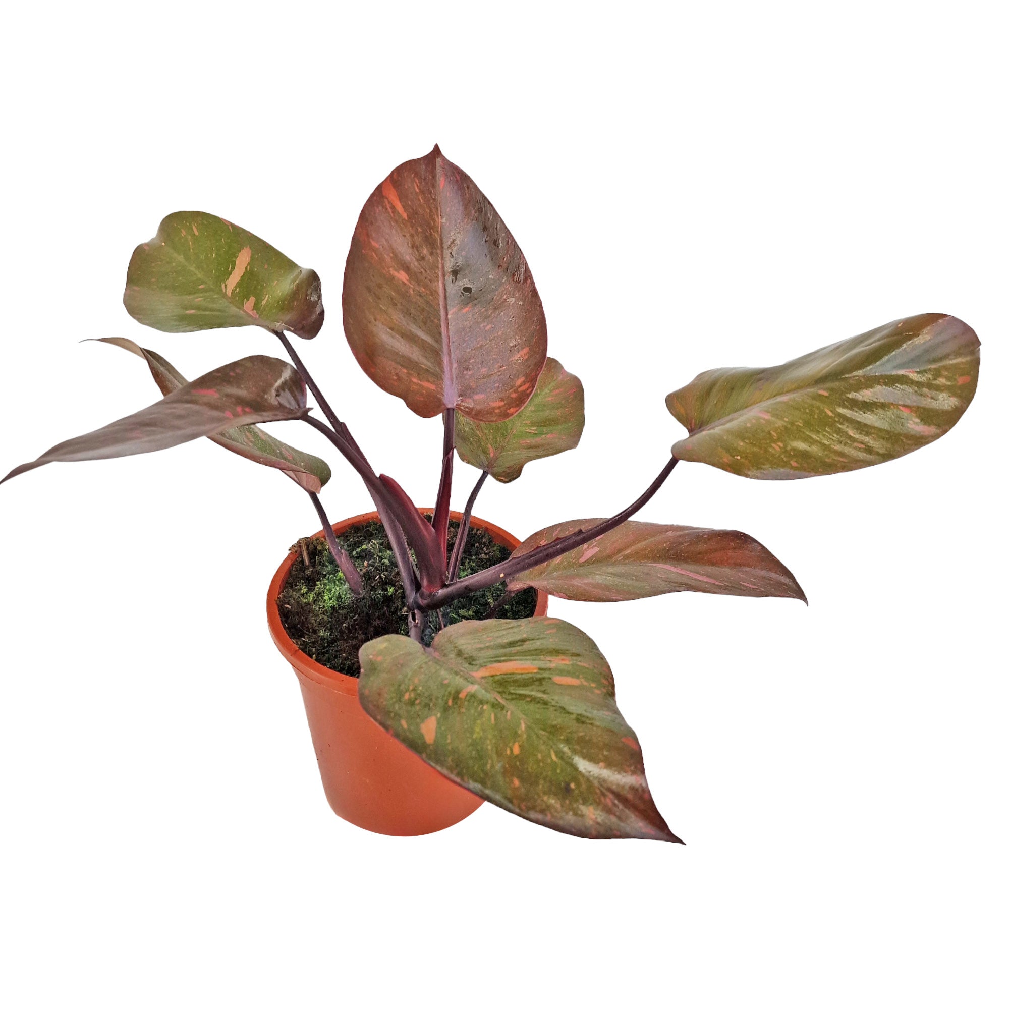 Philodendron Orange Princess kopen, Exclusieve kamerplant Philodendron ...