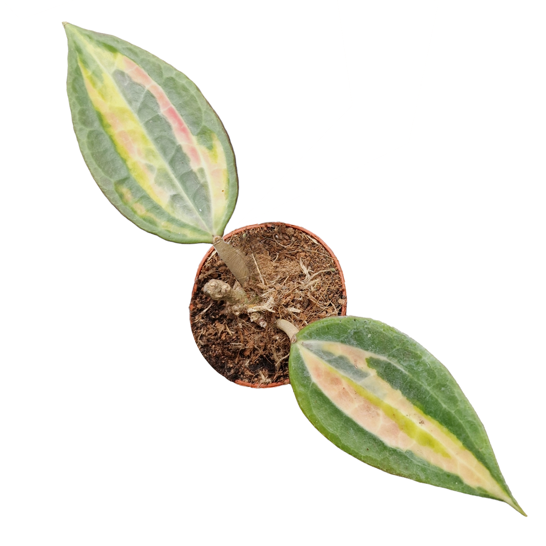 Hoya Chinghungensis Variegata – Casa Botanica