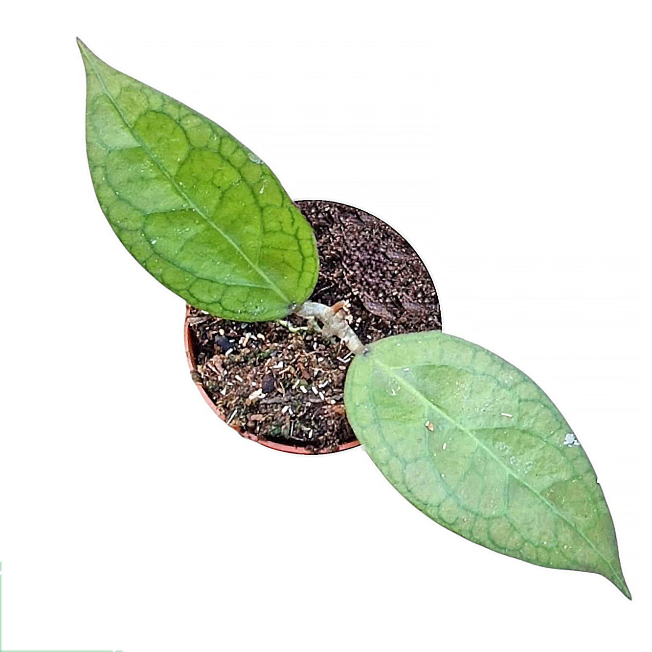 Hoya Tequila Sunrise – Casa Botanica