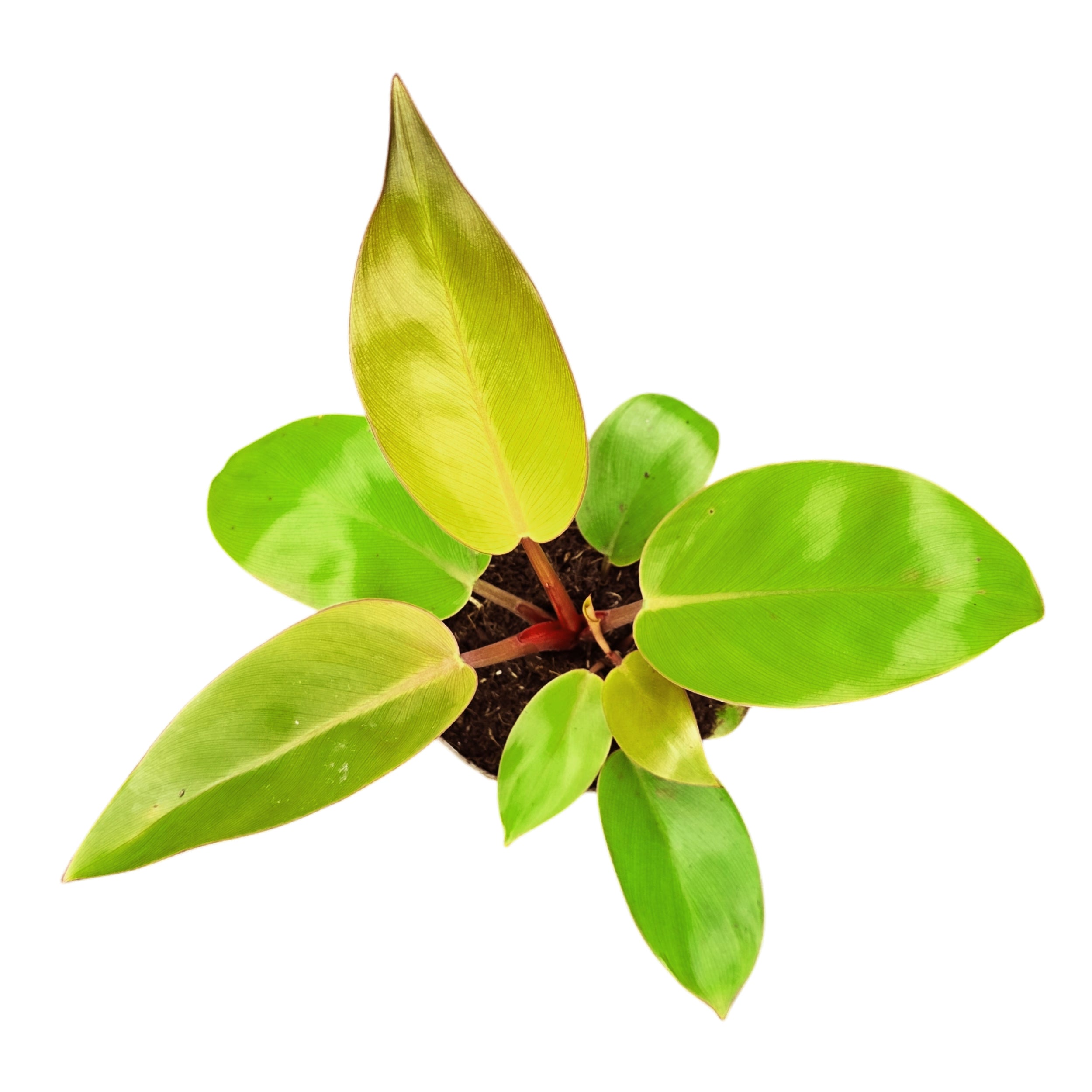 Philodendron Mars – Casa Botanica