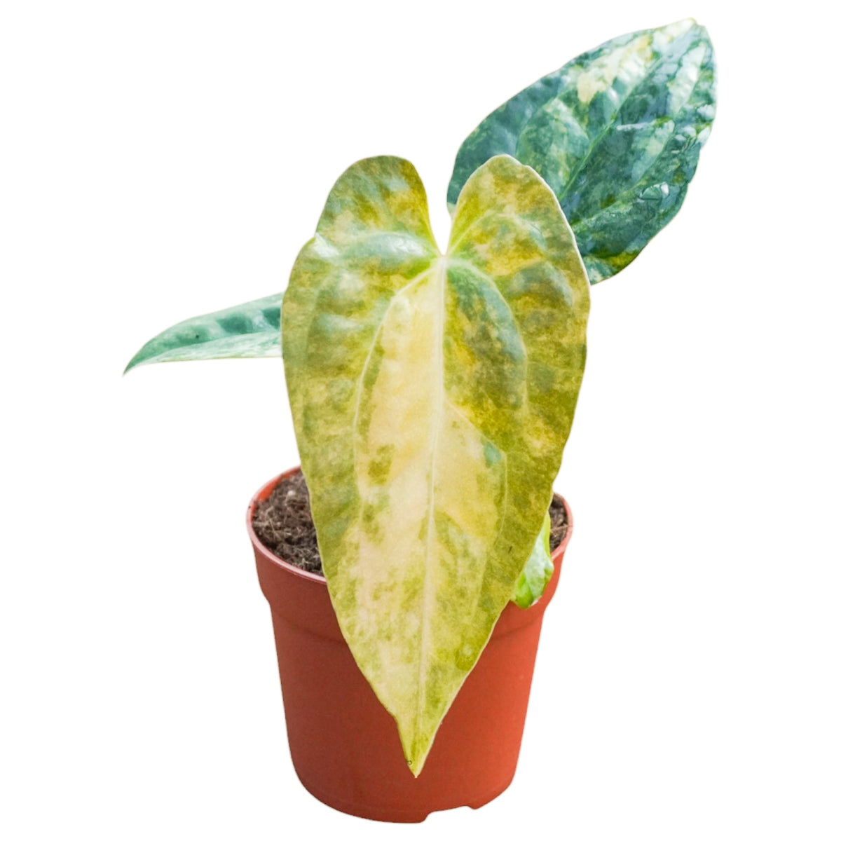 Anthurium Papillilaminum Variegata X Ralph Lynam – Casa Botanica