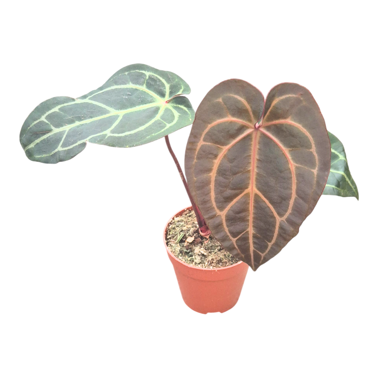 DocBlock Anthurium Dark & Handsome® '9' X Zara® '14' – Casa Botanica