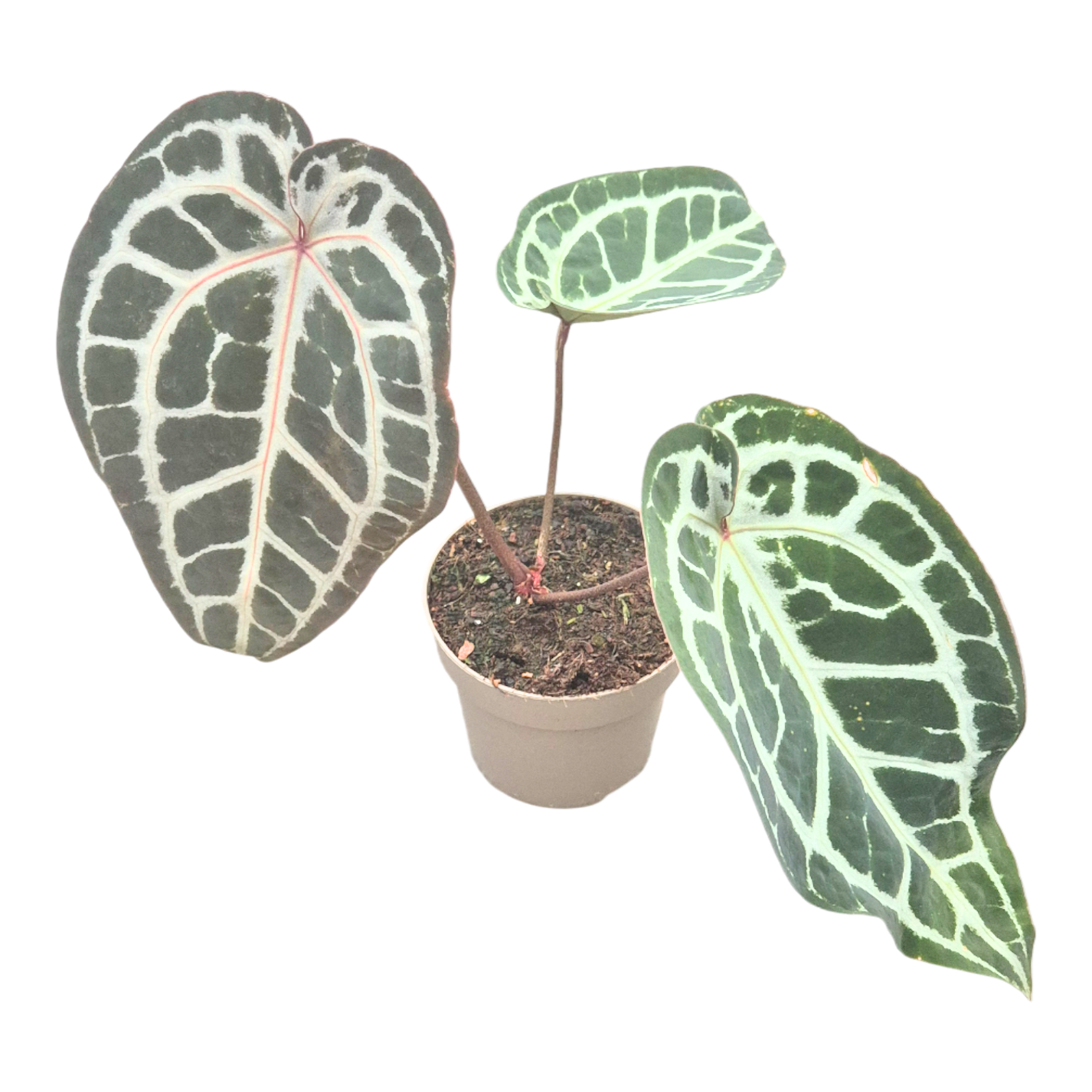 DocBlock Anthurium Minerva® '20' X Michelle Long® '22' – Casa Botanica