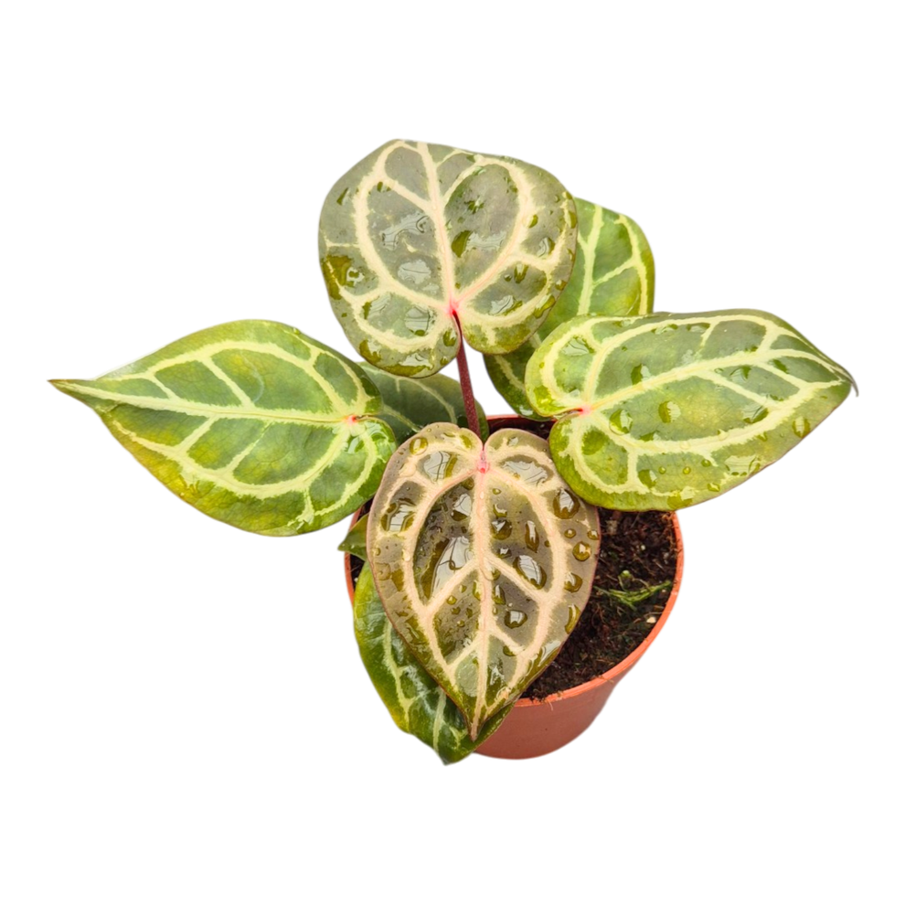 DocBlock Anthurium Crystal Red® '12' X Crystal Red® '12' – Casa Botanica