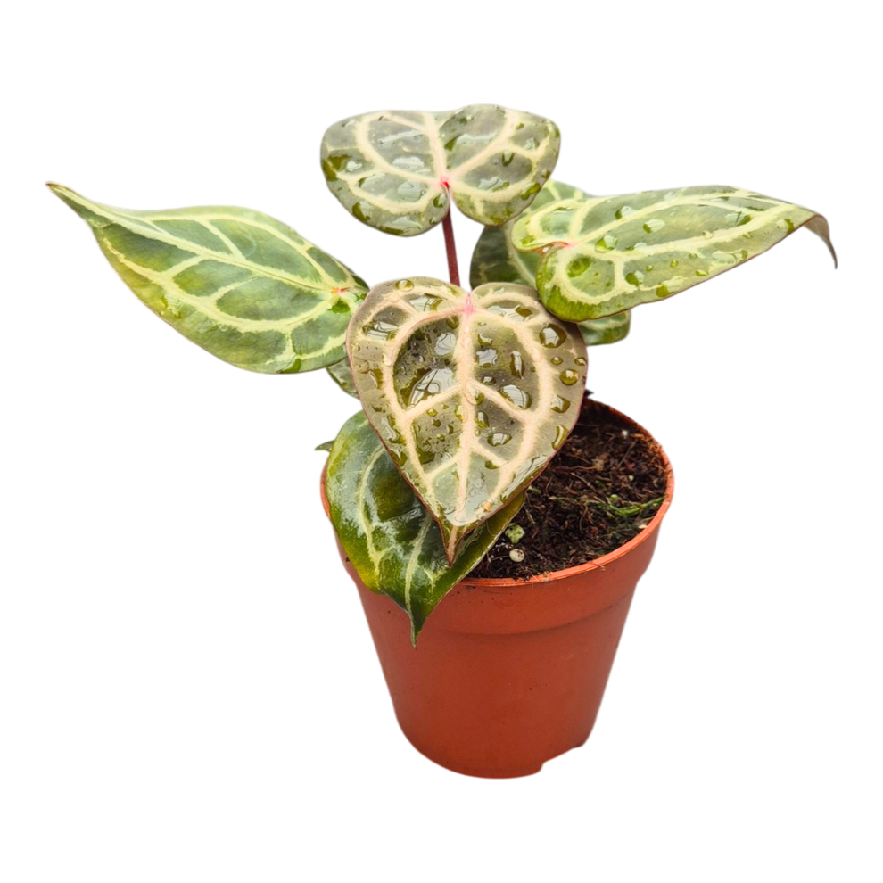 DocBlock Anthurium Crystal Red® « 12 » X Crystal Red® « 12 » – Casa ...