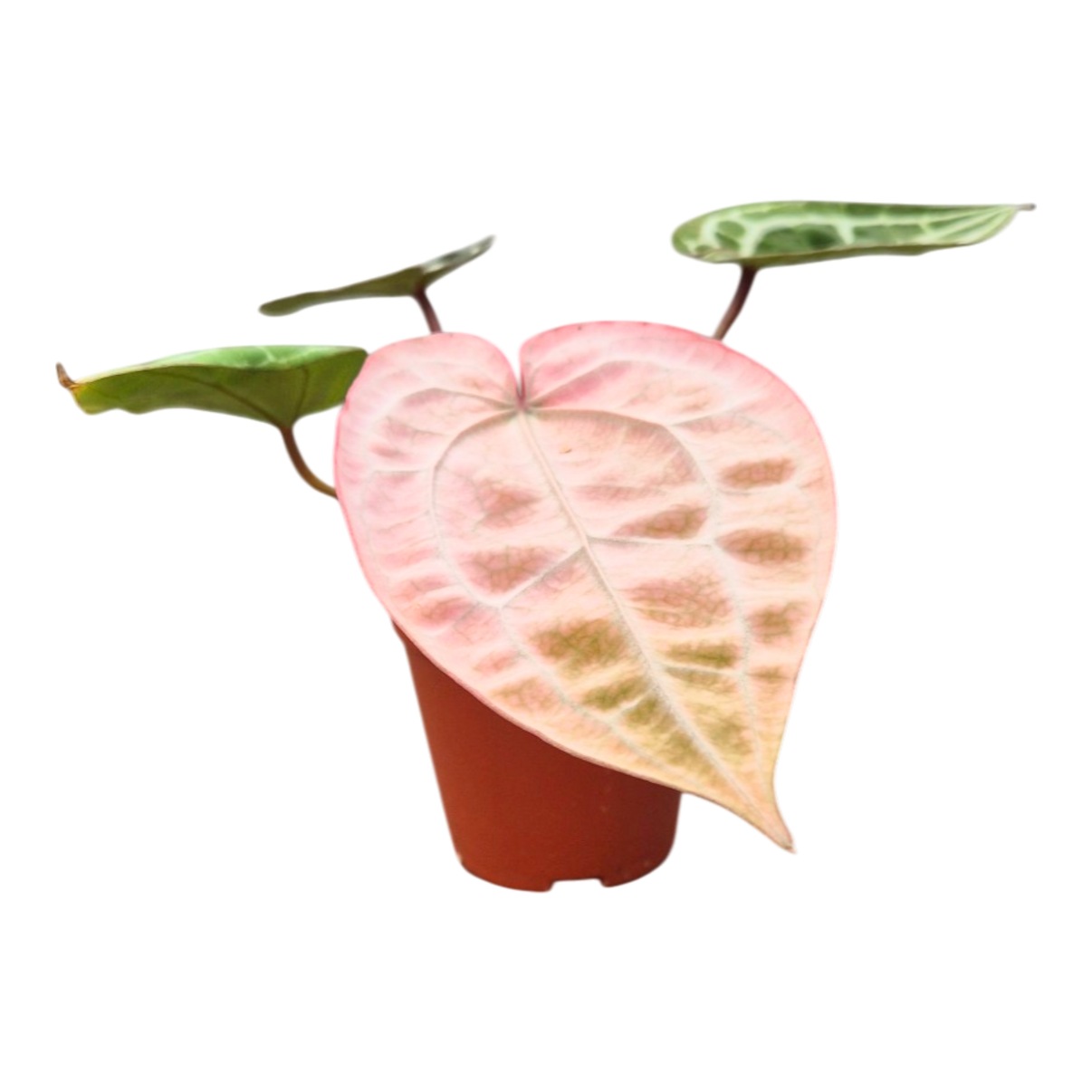 DocBlock Anthurium Michelle® Variegata – Casa Botanica