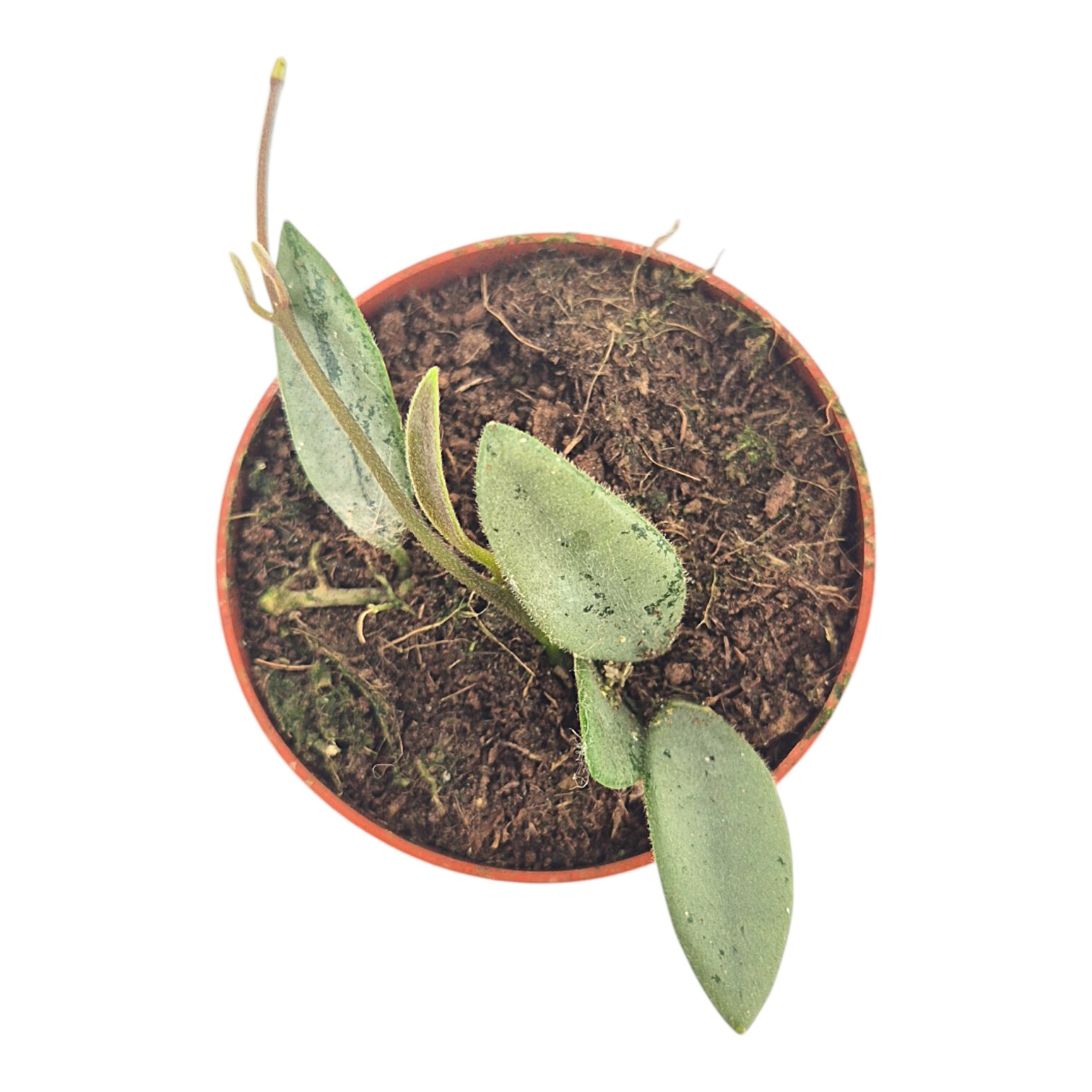 Hoya Lima Silver – Casa Botanica