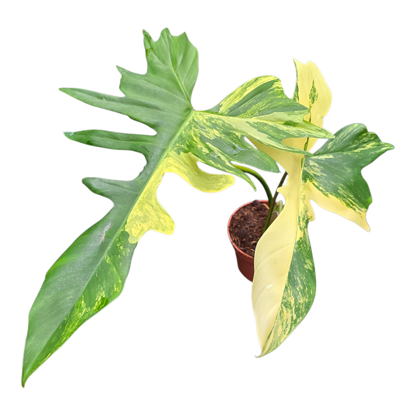 Philodendron Kitina – Casa Botanica