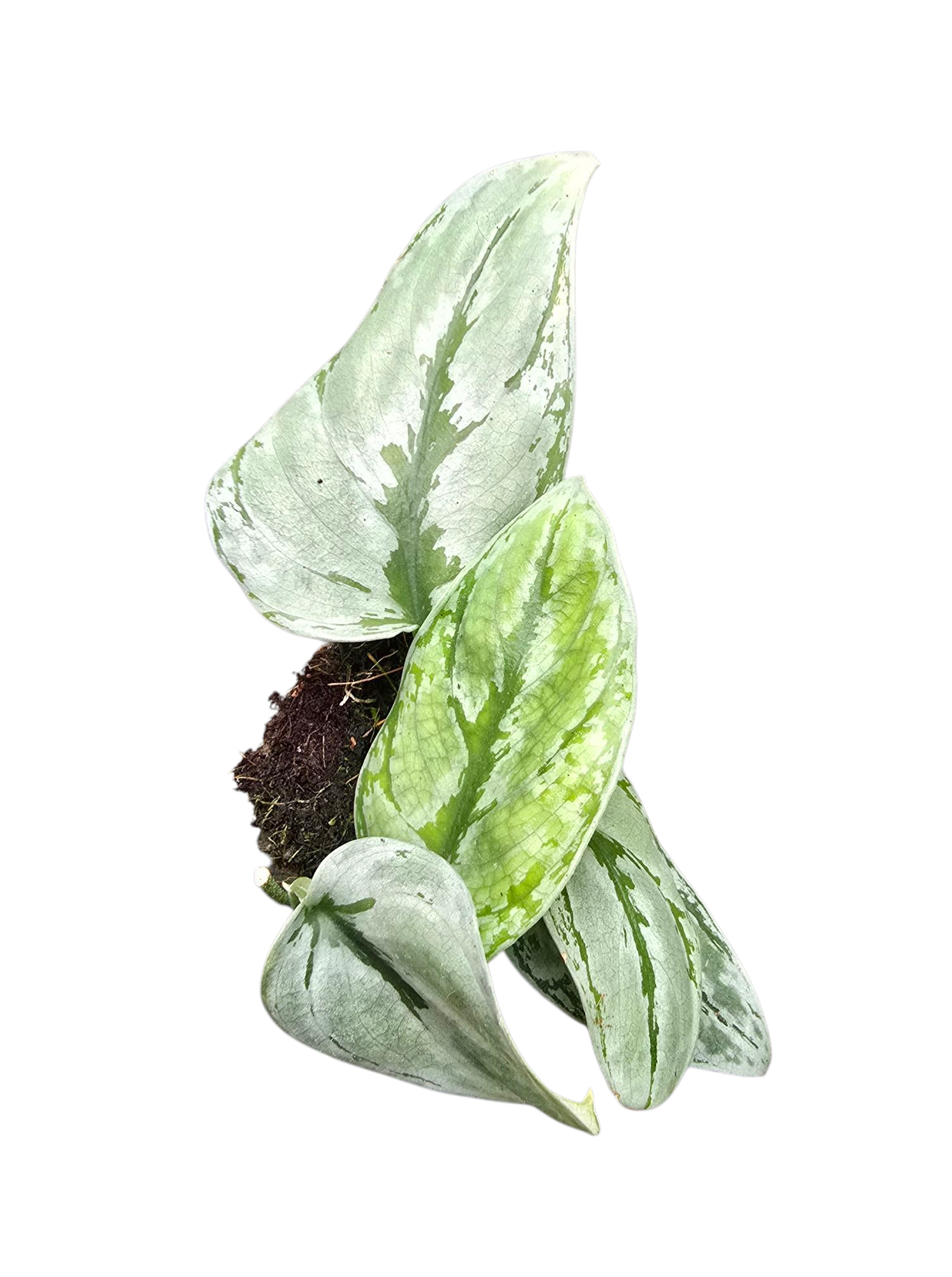 Scindapsus sp. Kalimantan – Casa Botanica