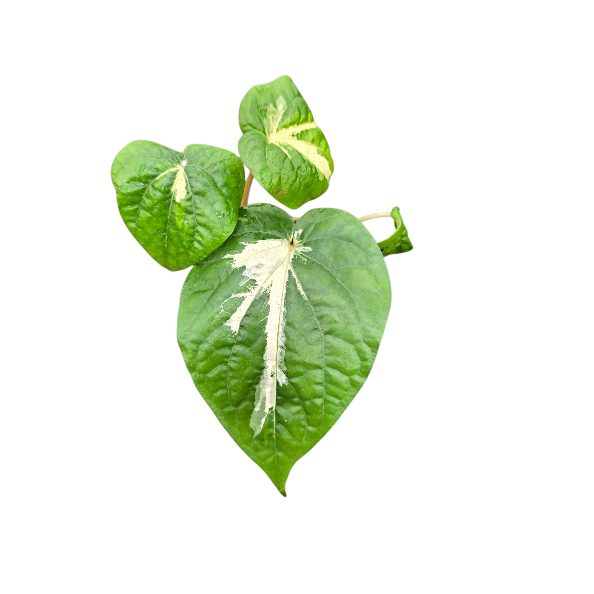 Piper sp. Inner Variegata – Casa Botanica