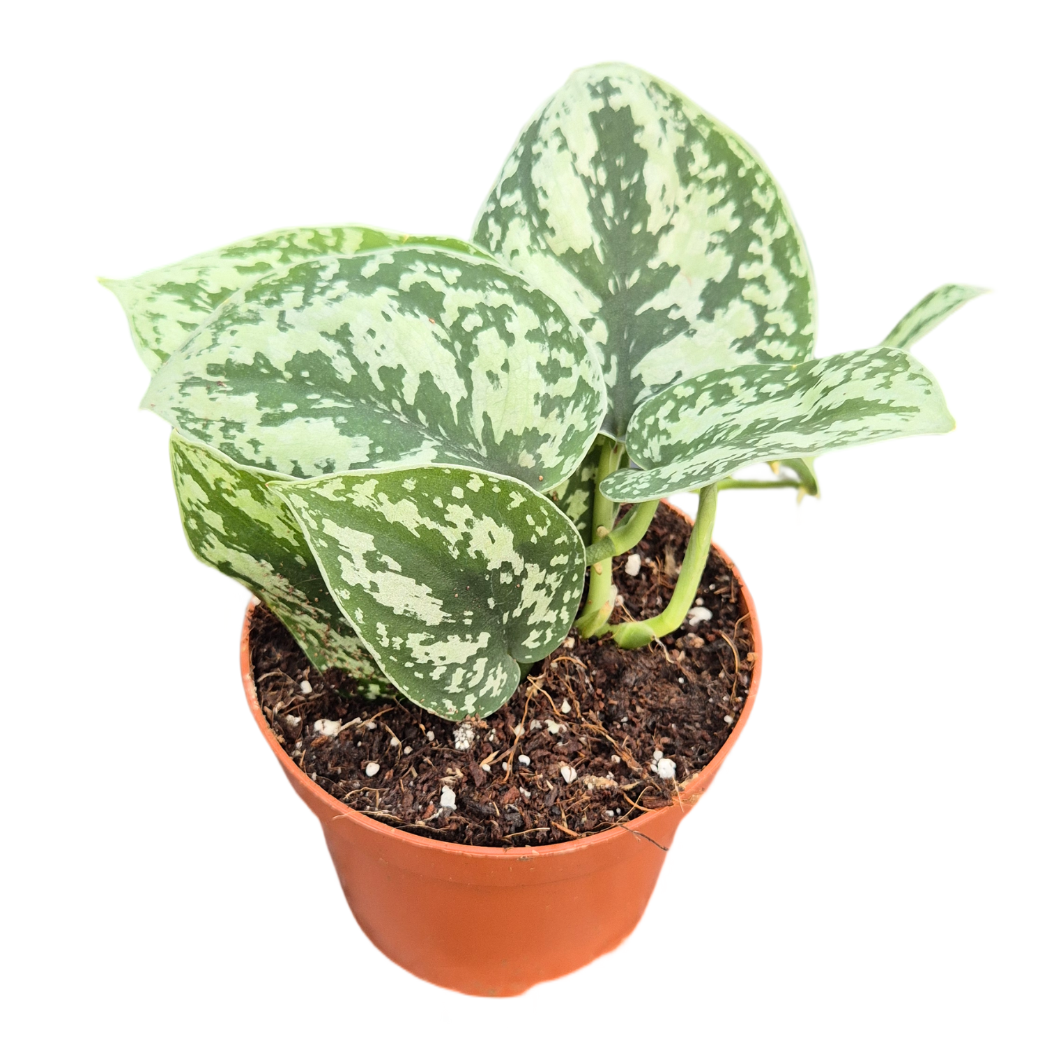 Scindapsus Shimmering Silver – Casa Botanica