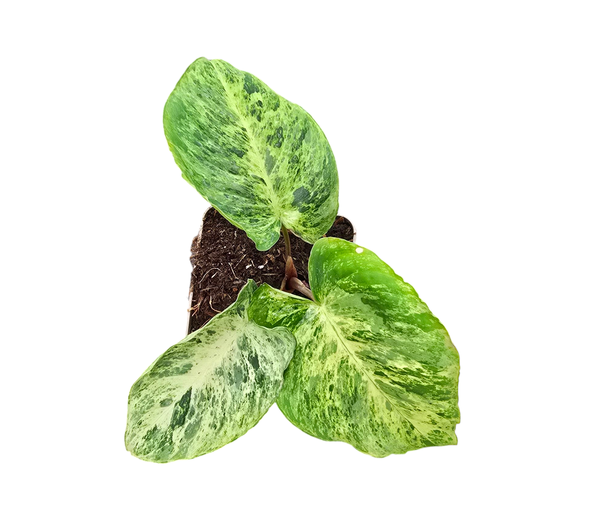 Homalomena Red Stem Variegata – Casa Botanica