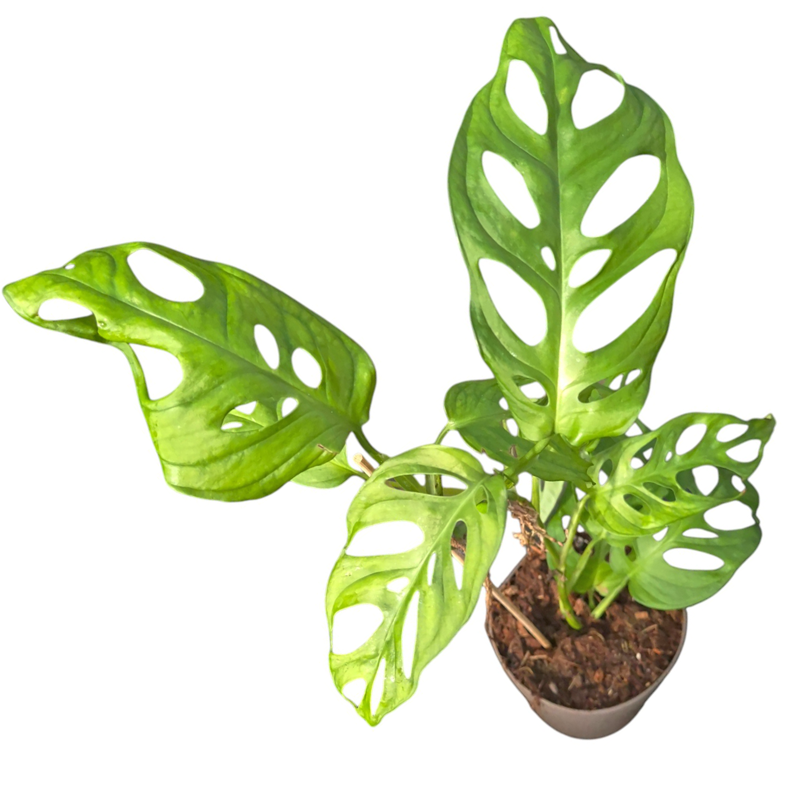 Monstera Obliqua 'Los Tayos' – Casa Botanica