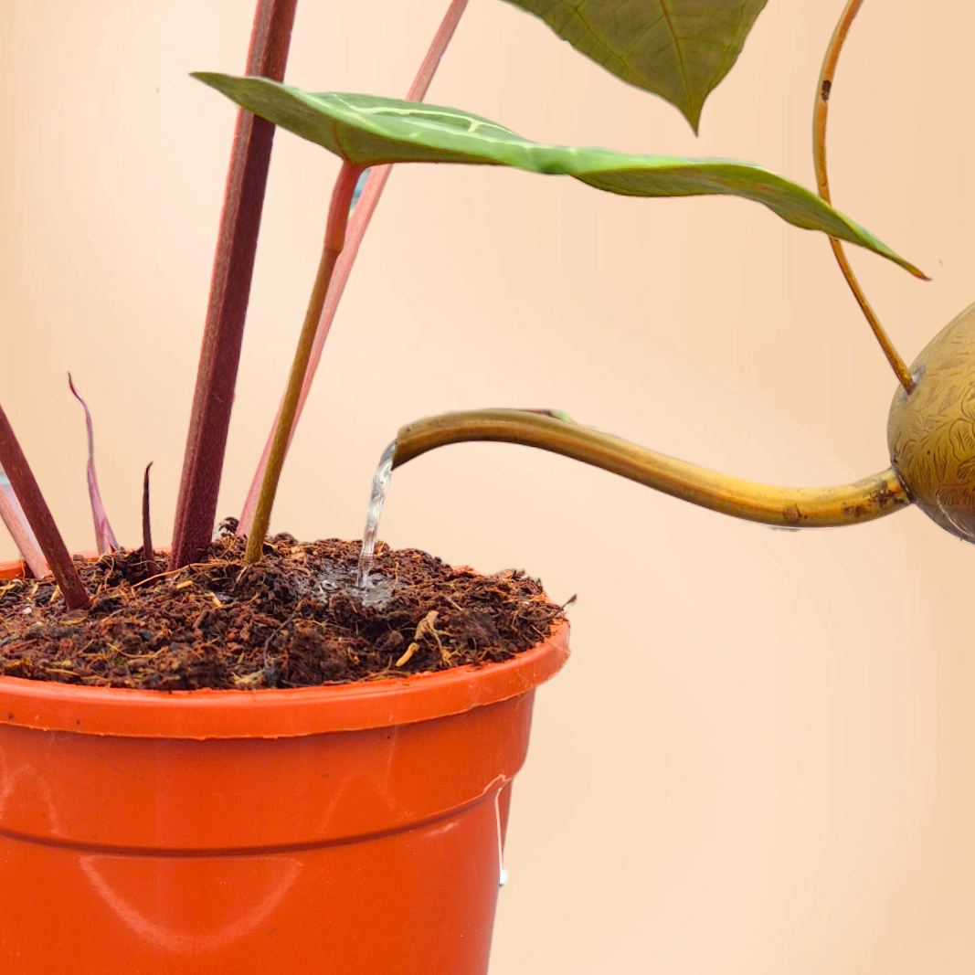 Kamerplanten Verzorging – Casa Botanica